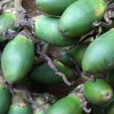 Buah Pinang Muda (Spec seperti dalam Gambar) | Shopee Malaysia