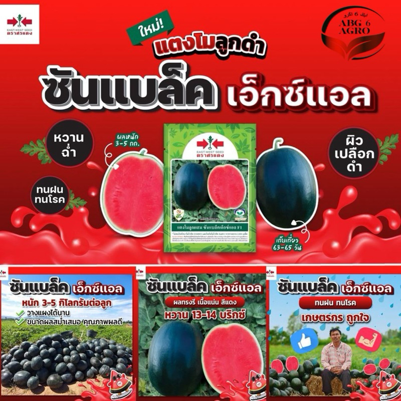 1000Biji Benih Tembikai Madu Sun Black XL F1 Hybrid/ Watermelon Seed ...