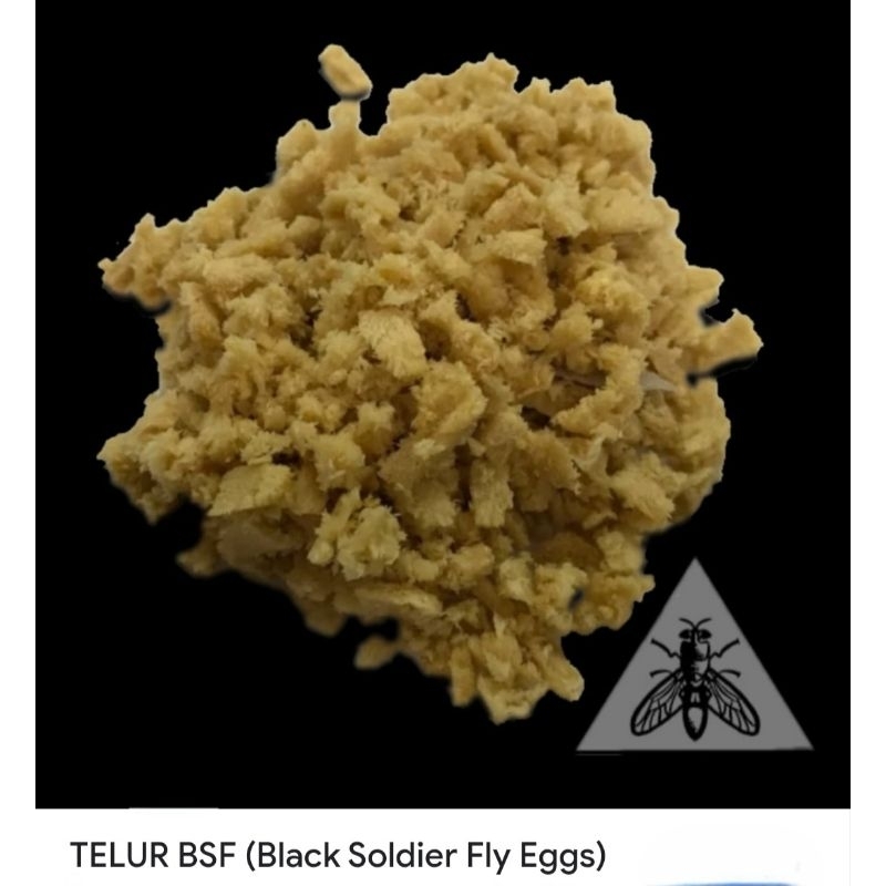 BSF EGG / TELUR LALAT BSF / EGGS BSFL | Shopee Malaysia