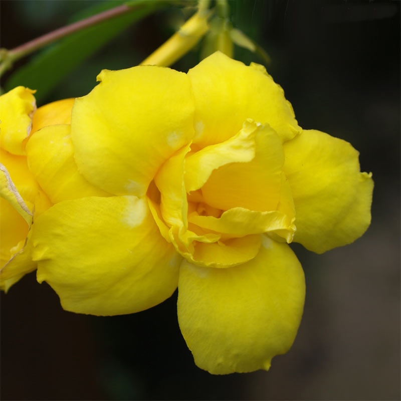Anak Pokok Allamanda Double Stencil aka Allamanda Williamsii, Golden ...