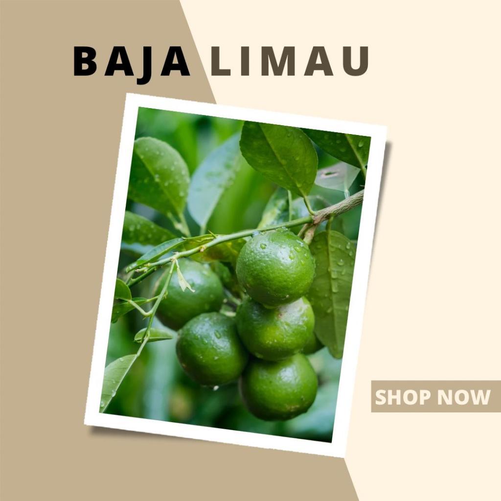 BAJA BUAH LIMAU KASTURI, PURUT, NIPIS, LEMON, CITRUS (BAJA MERAH) BAJA ...