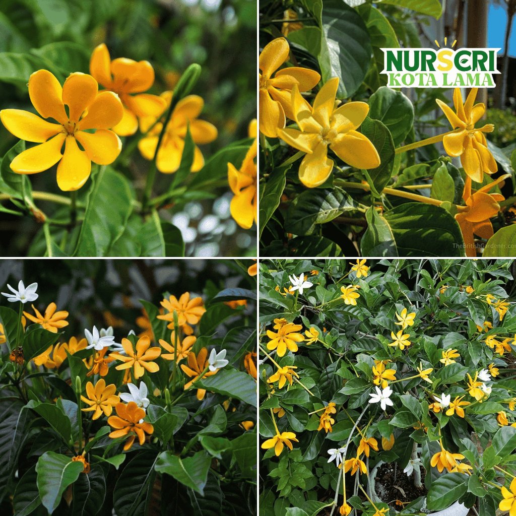 🔥WANGI🔥 KULA GARDENIA TREE / Golden Gardenia Carinata Tree / Outdoor ...