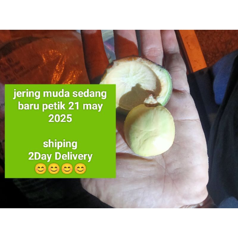 jering muda sedang, petai 4-5papan perak 500g/1kg | Shopee Malaysia