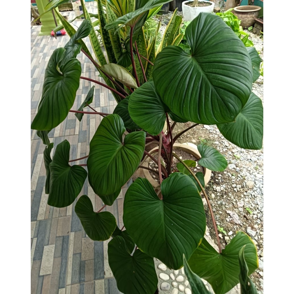 Anak pokok keladi kemoyang batang merah (real live plant) | Shopee Malaysia