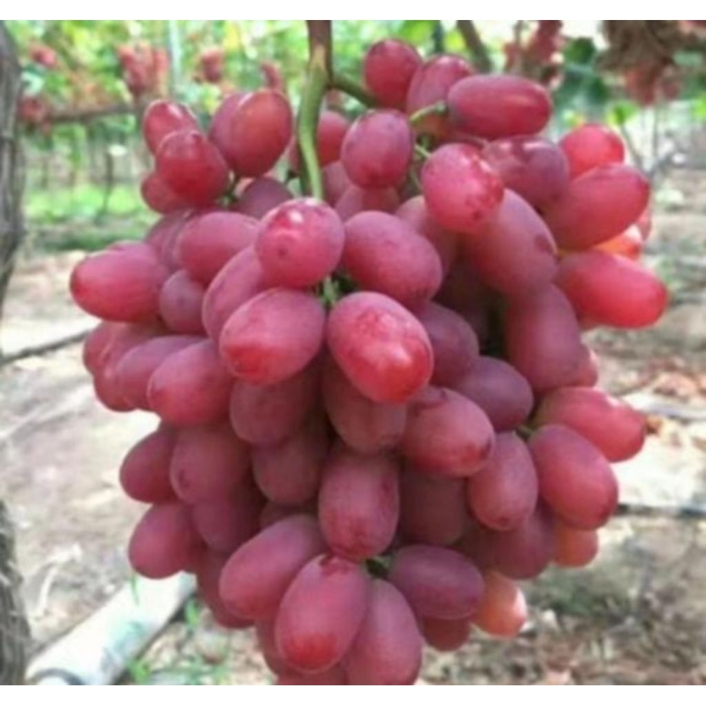 Live Plant Pokok anggur hidup Tumbuhan anggur Buah Fruit Seedless Grape ...