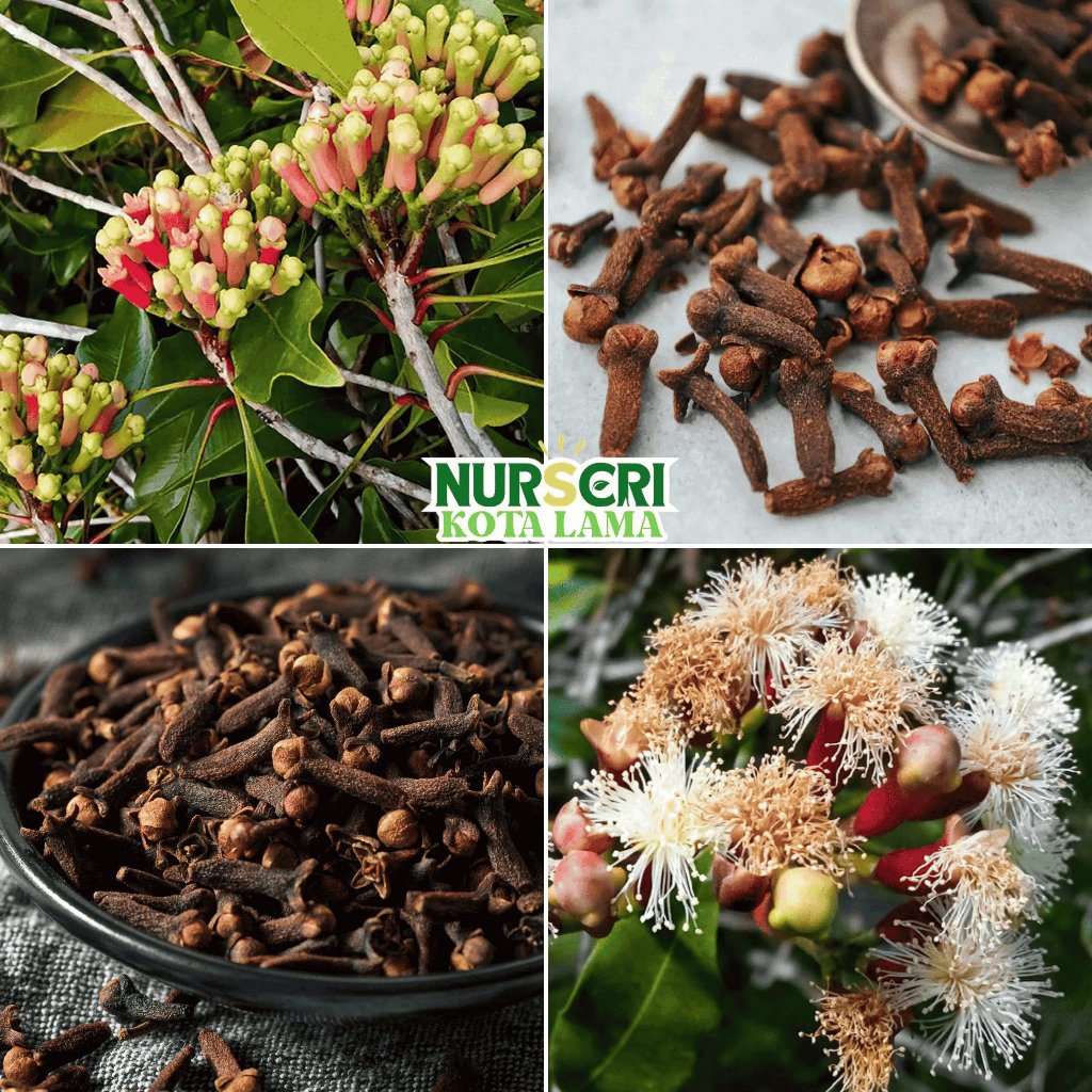 🔥RARE🔥 POKOK BUNGA CENGKIH / Cloves / Syzygium Aromaticum / Live Plants ...