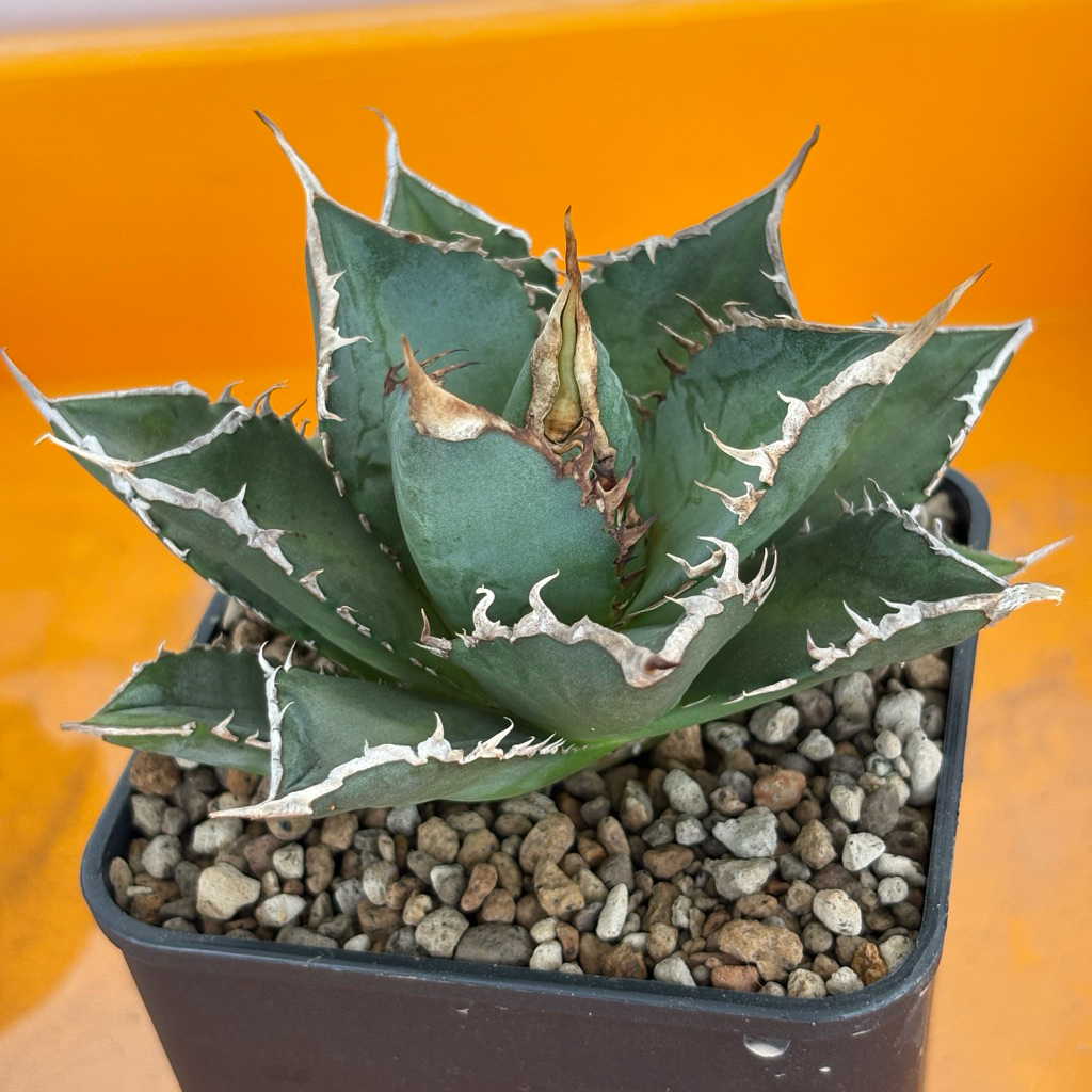 Agave Titanota ‘Neptune’ | 海王龙舌兰仁王冠 | Mahkota Raja Laut | Agave ...