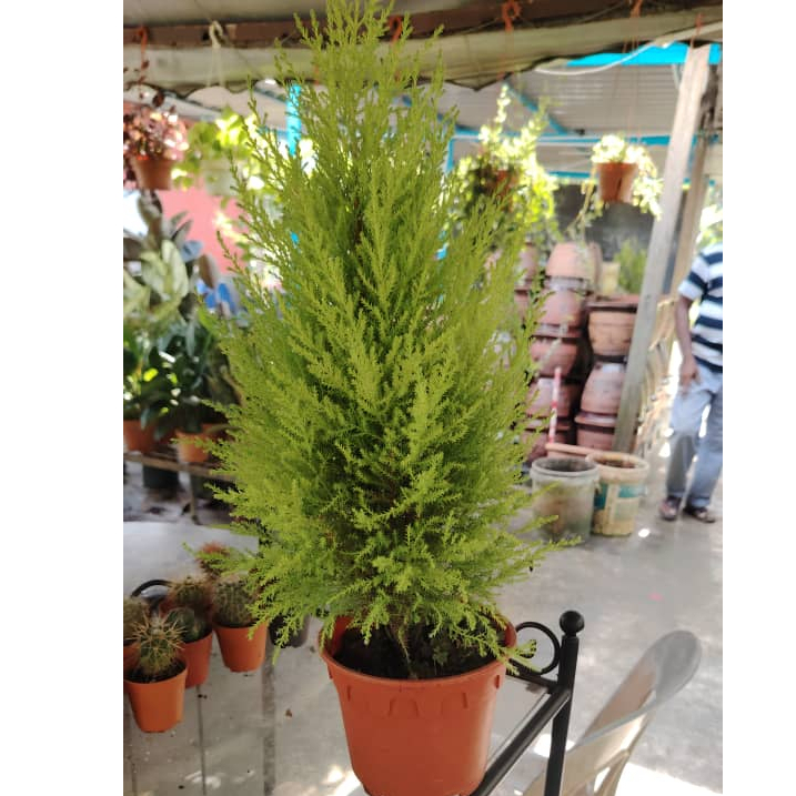 Anak Pokok Lemon Pine Tree I Mini Christmas Plant - Pokok Hiasan Wangi ...