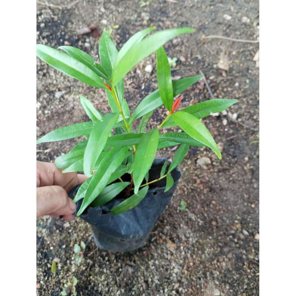 Anak pokok kelat paya dalam polibag | Shopee Malaysia