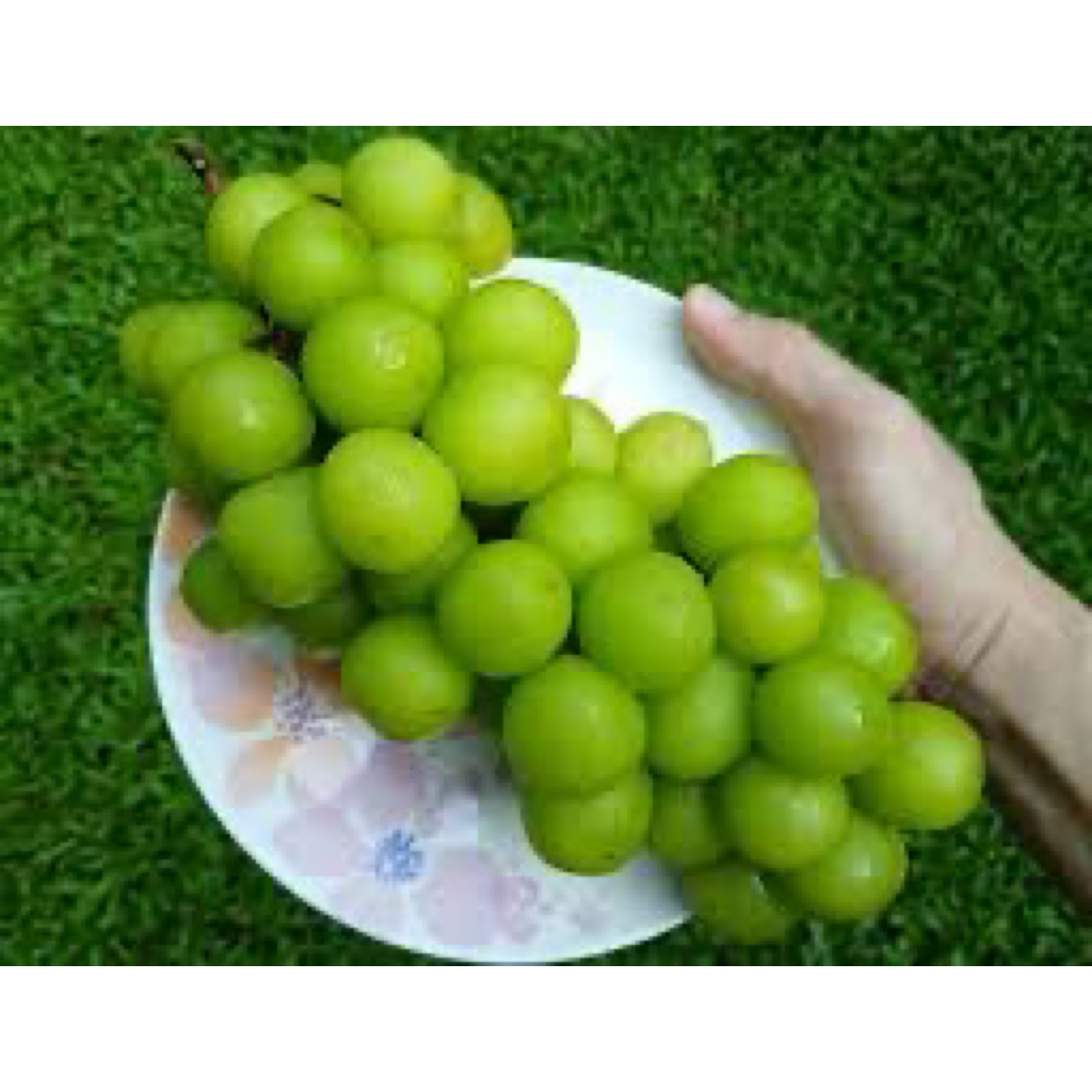 500g anggur muscat manis semulajadi | Shopee Malaysia