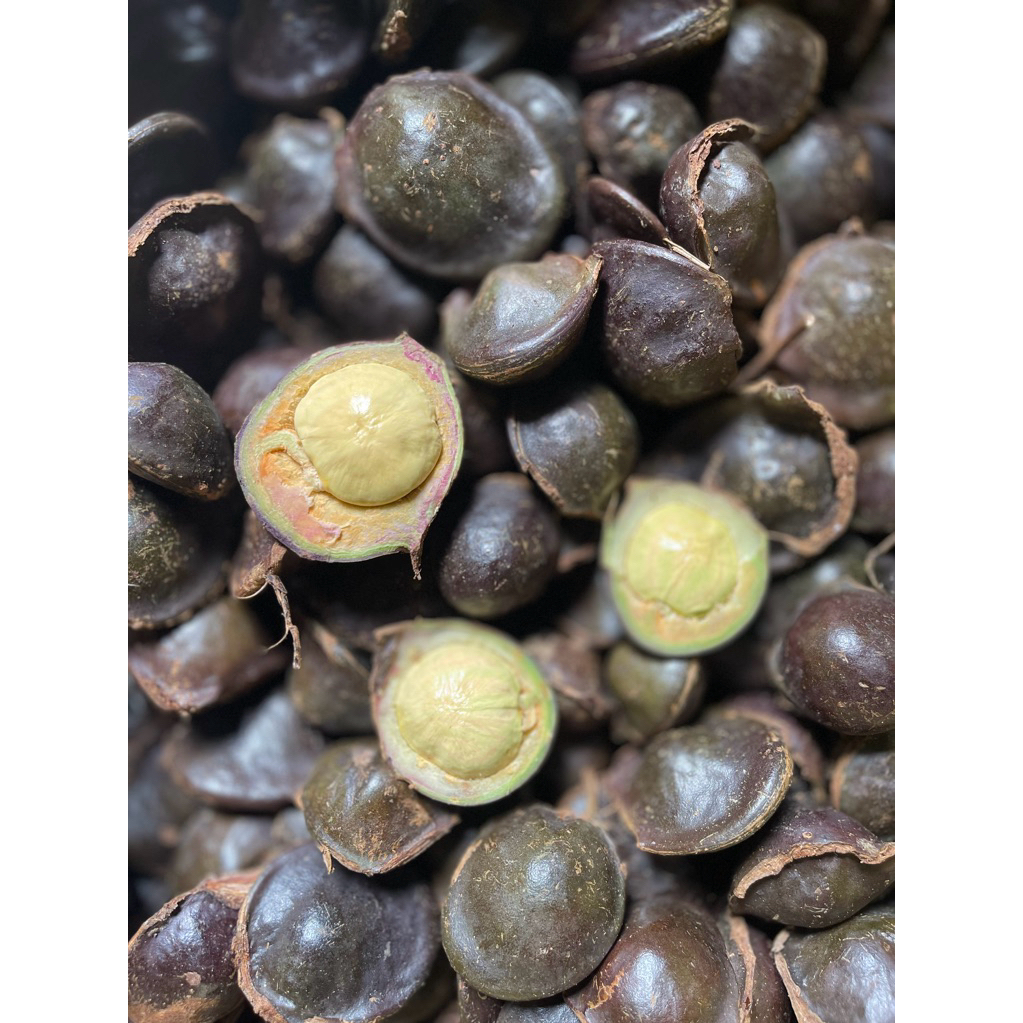 Jering Muda muda RAPUH/ Jengkol Muda RAPUH | Shopee Malaysia
