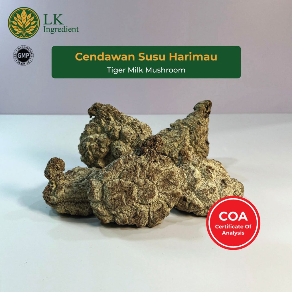 Tuber Cendawan Susu Harimau / Tiger Milk Mushroom Tuber (Sclerotium ...