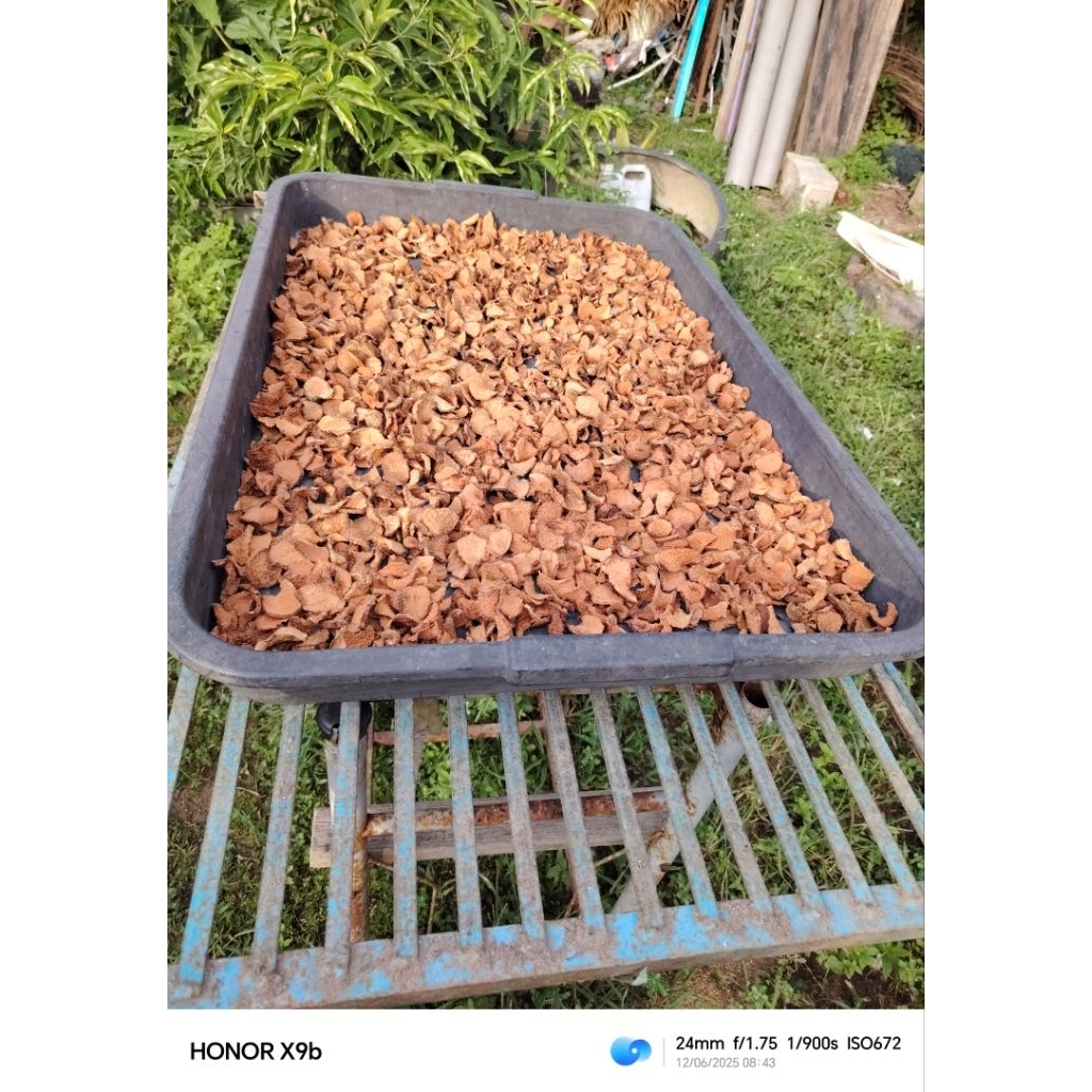 ubi geli geli kering 20gram 1pack untuk percubaan. | Shopee Malaysia