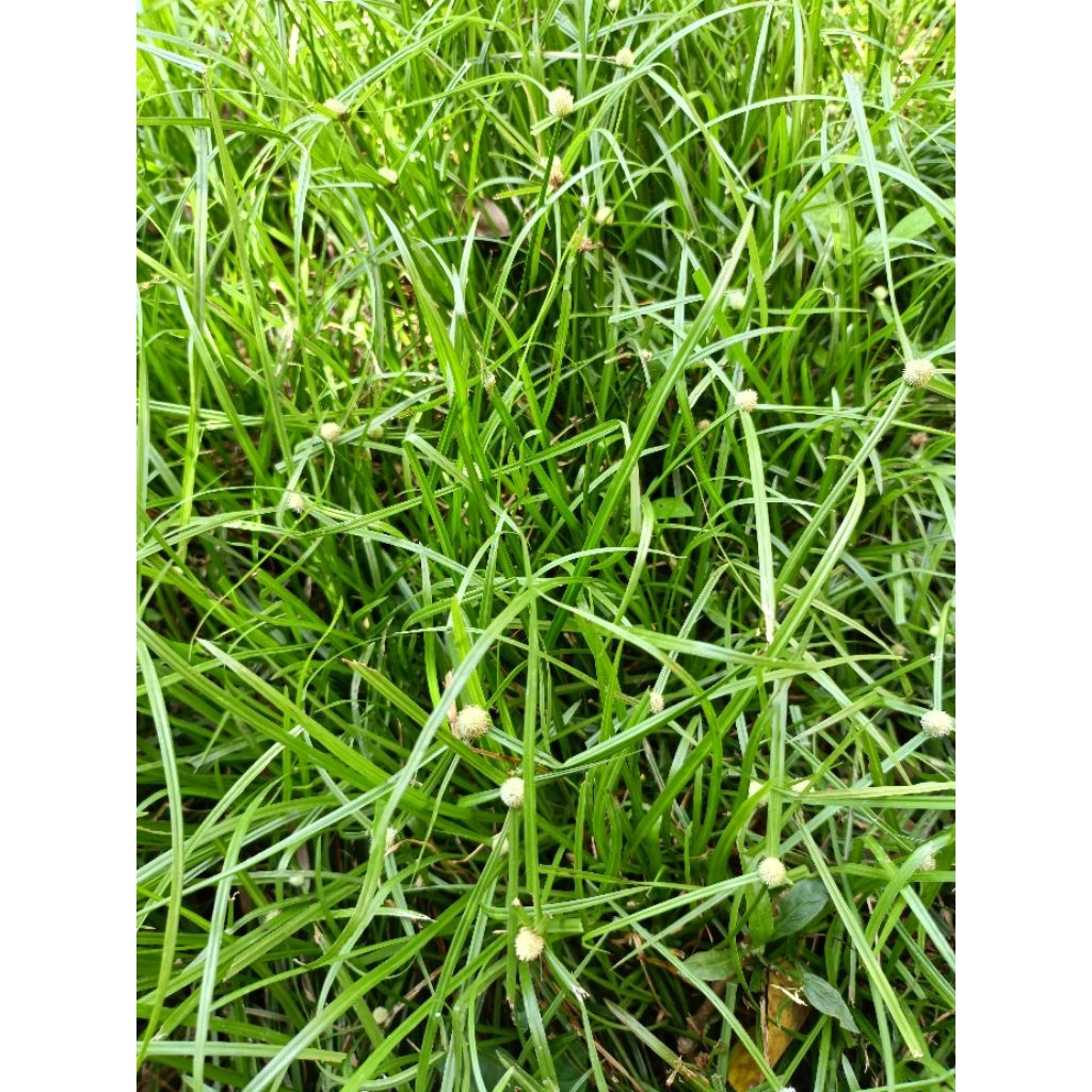 Rumput Helikopter / Rumput Pendul | Shopee Malaysia