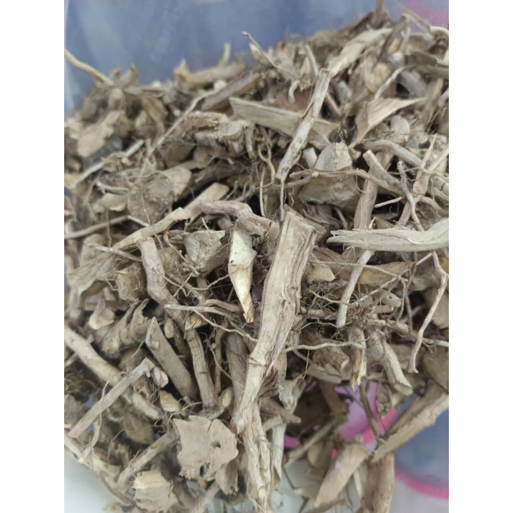 AKAR SENDUDUK PUTIH | MELASTOMA MALABATHRICUM | Shopee Malaysia