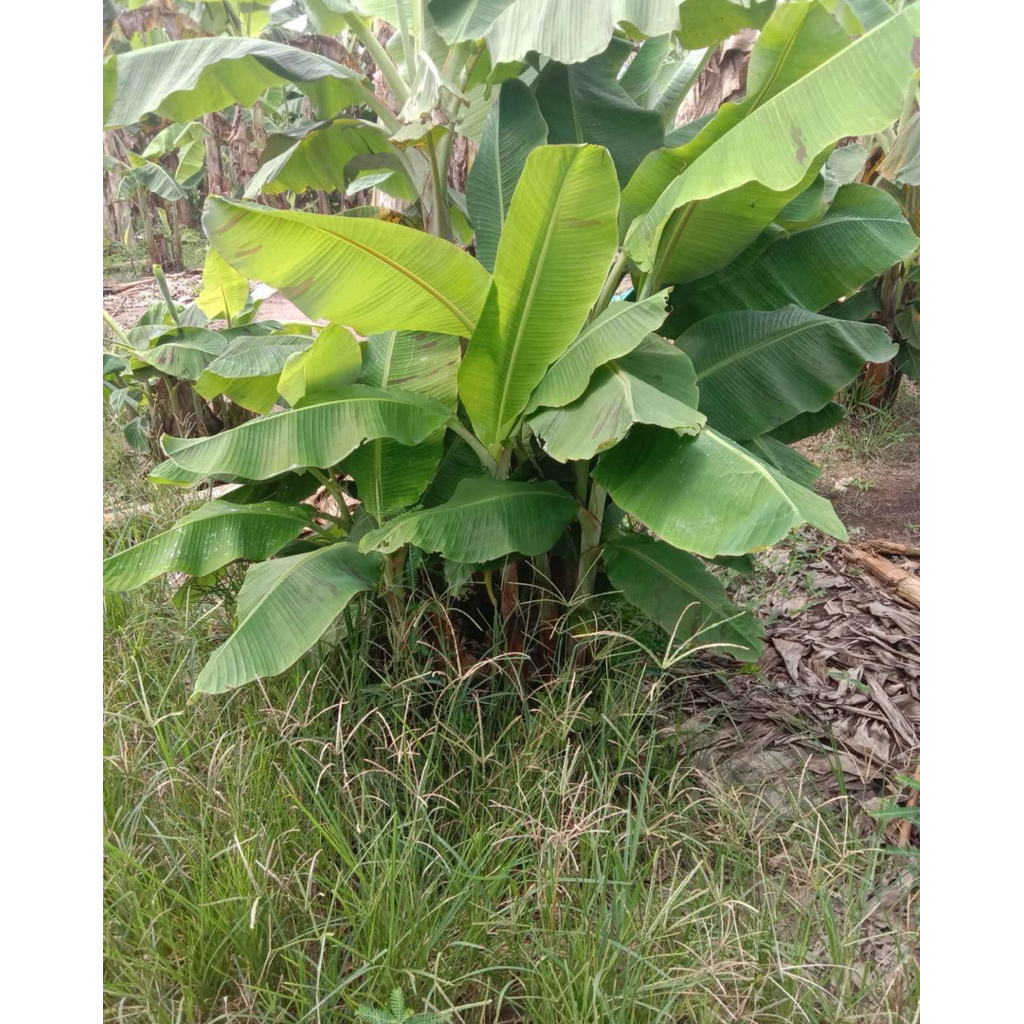 Pisang Tanduk Benih Sulur | Shopee Malaysia