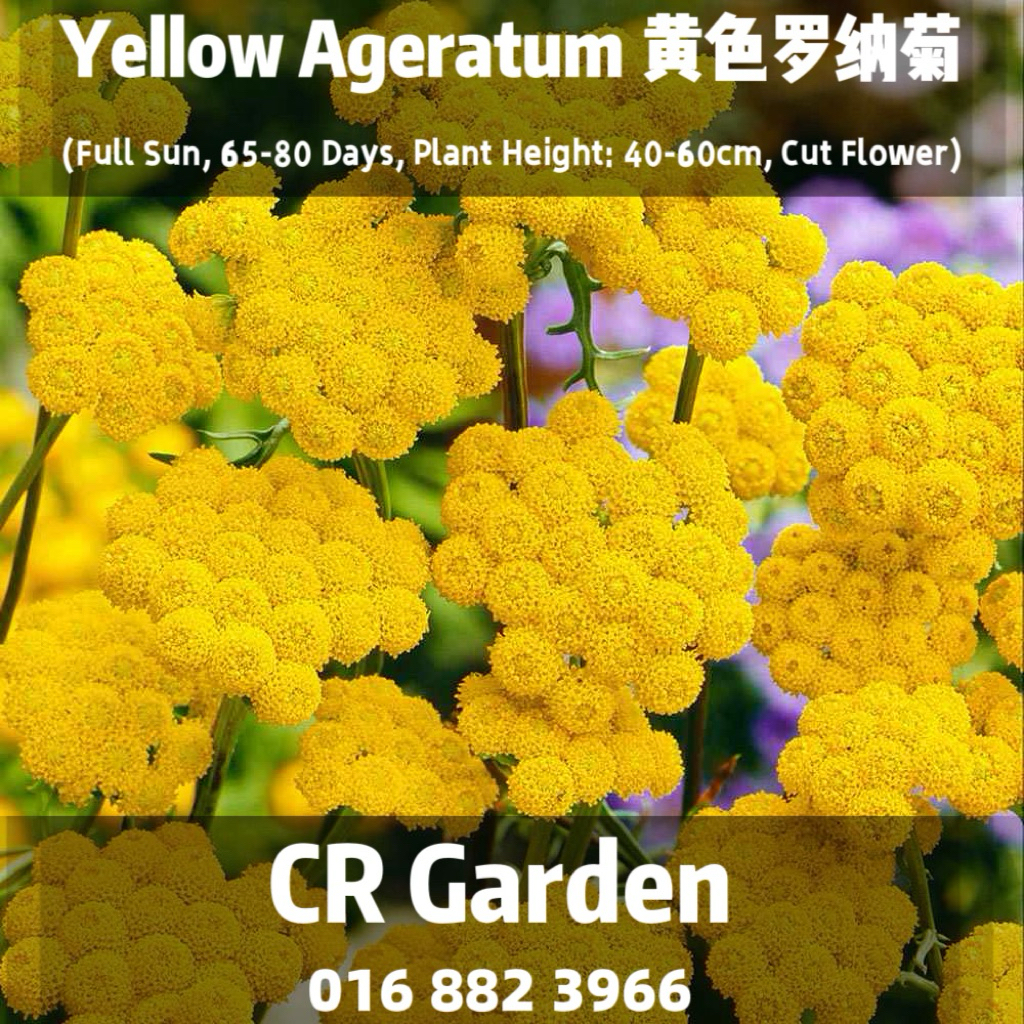 Yellow Ageratum 15 Seeds 黄色罗纳菊15粒 (Full Sun, 65-80 Days, Plant Height ...