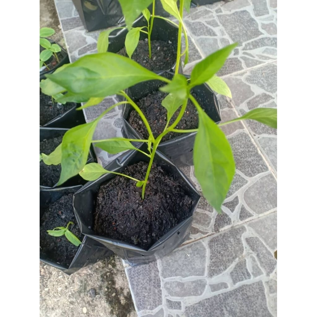 ANAK POKOK CILI BESAR GEMUK | Shopee Malaysia