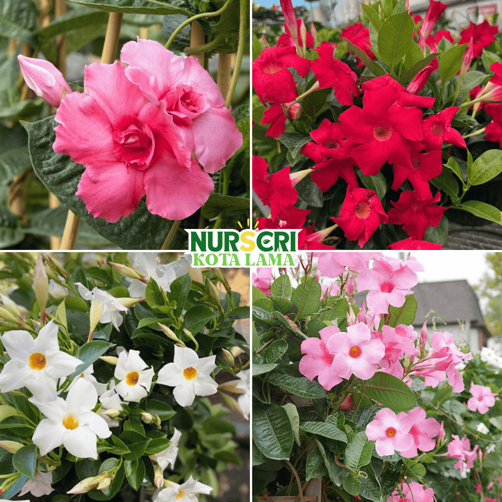 🔥OUTDOOR🔥MANDEVILLA RED PINK WHITE / Brazilian Jasmine / Rock Trumpet ...