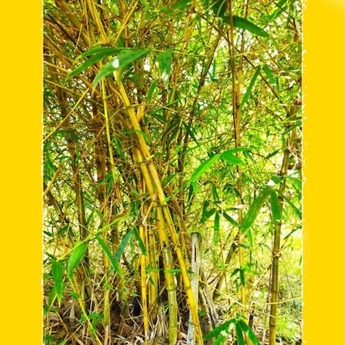 Keratan Batang Buluh Gading ( Buluh Kuning Jalur Hijau) Untuk Benih Dan ...
