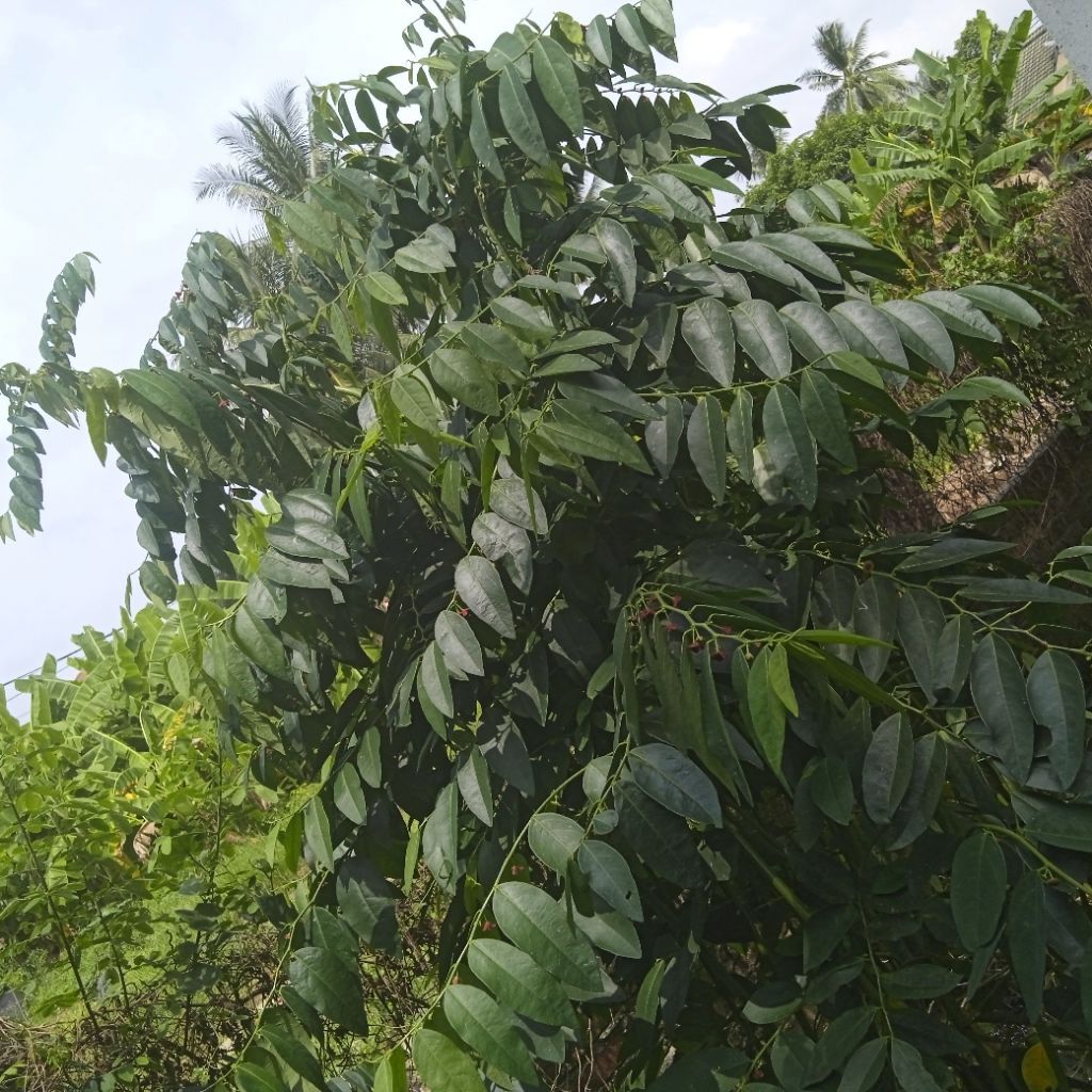 Keratan Pokok Sayur Cekur Manis/Cekak Manis Tua | Shopee Malaysia