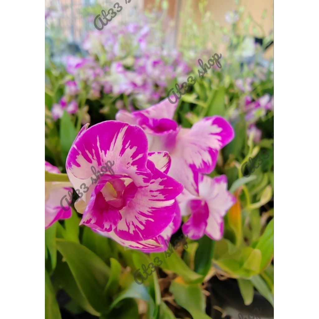 Dendrobium mini enobi splash Warna menarik(jual cutting berbunga ...