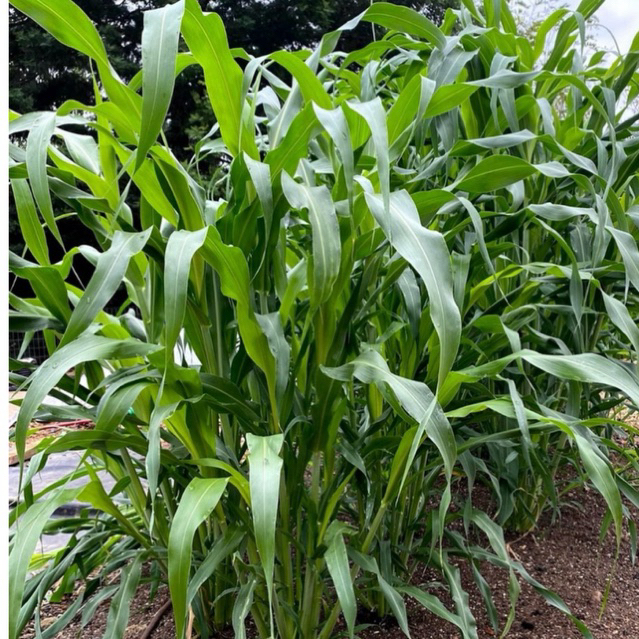 1KG BIJI BENIH RUMPUT SWEET JAMBO / RUMPUT JAGUNG Manis / RED SORGHUM ...