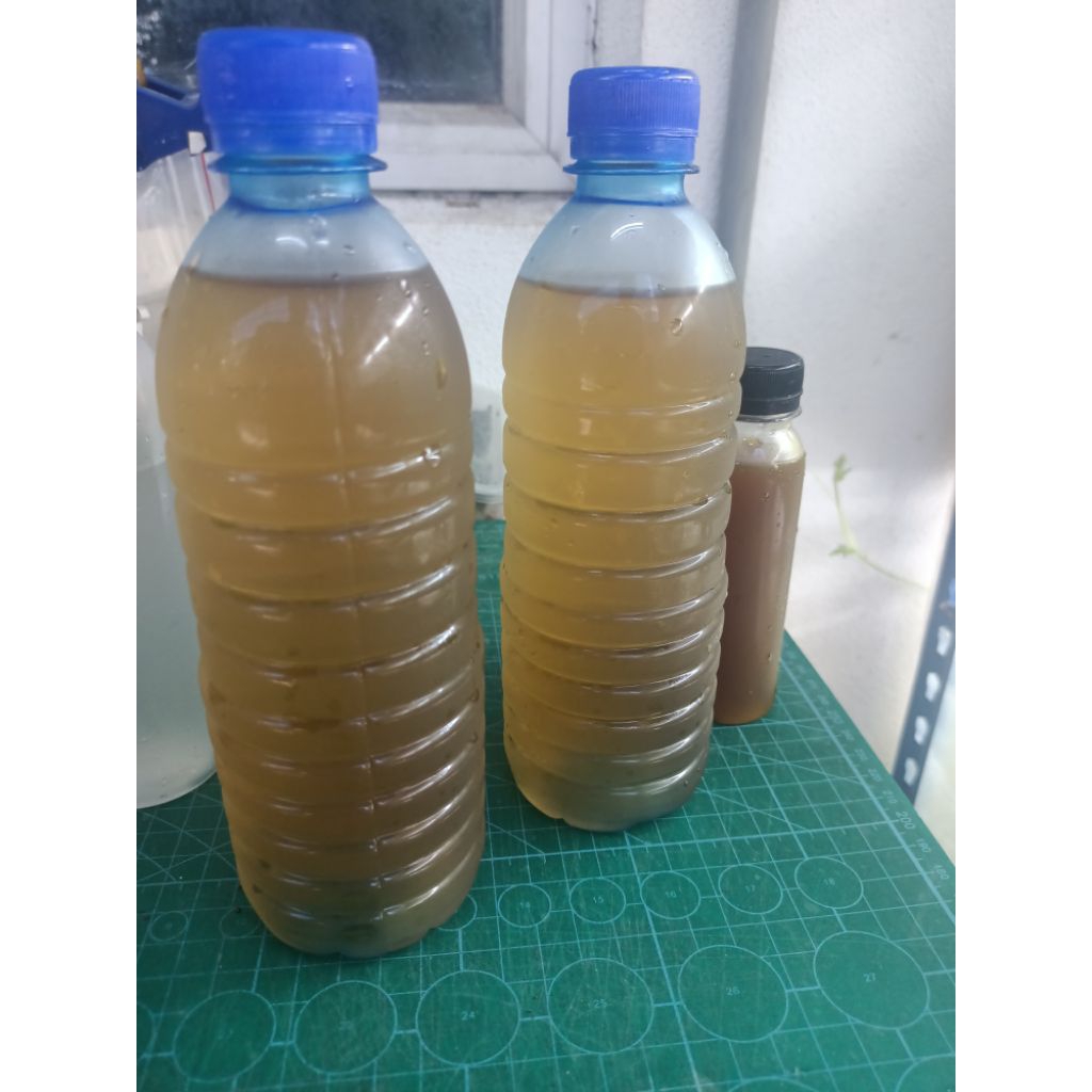Air daun rumput pendul (rumput helikopter) | Shopee Malaysia