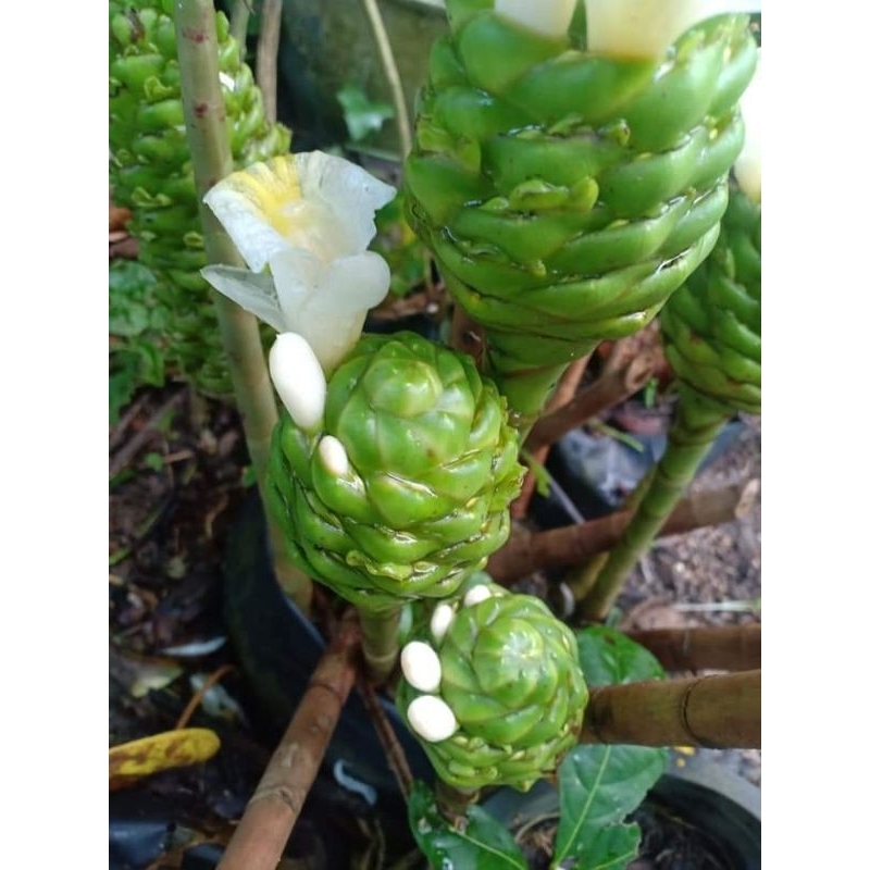 Costus Insulin bunga Hijau kat Perdu rare (5 keratan) | Shopee Malaysia