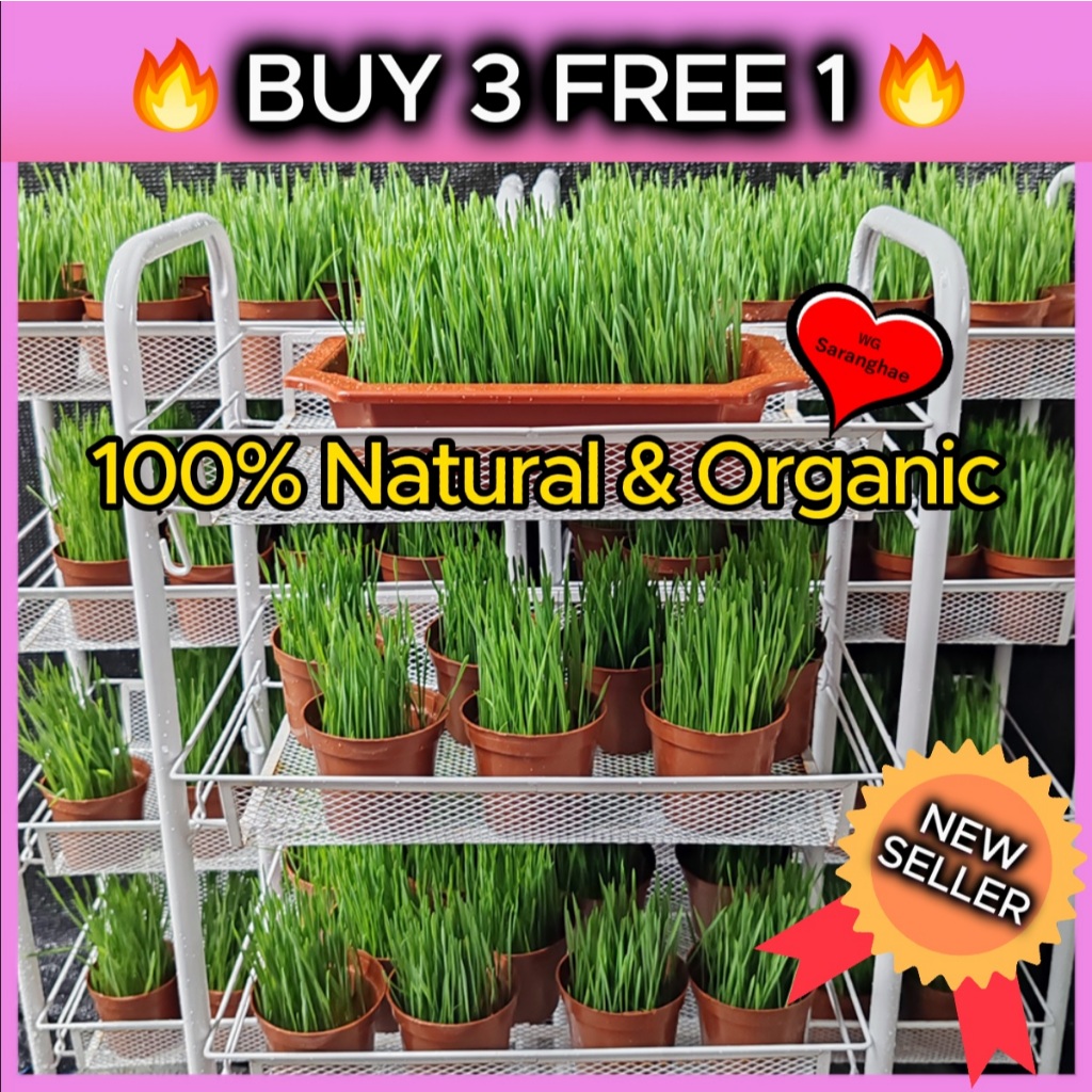 Ready To Eat 100% Natural Rumput Kucing Cat Grass Siap Tumbuh Organic ...