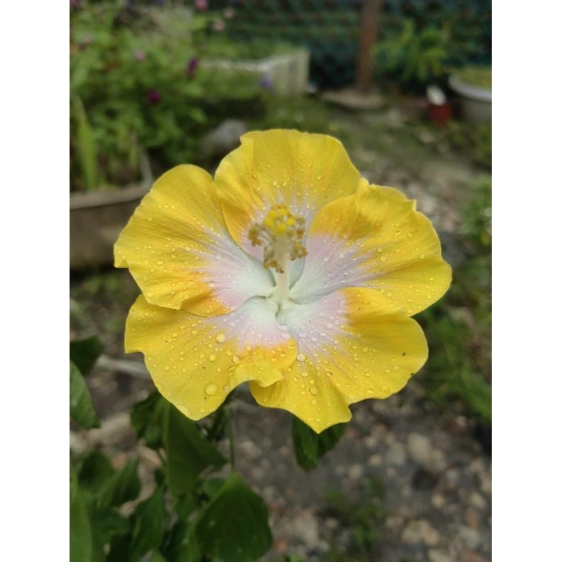 Live Bunga Raya/Hibiscus Cute Size Yellow Pokok Bunga Hidup/Pokok ...