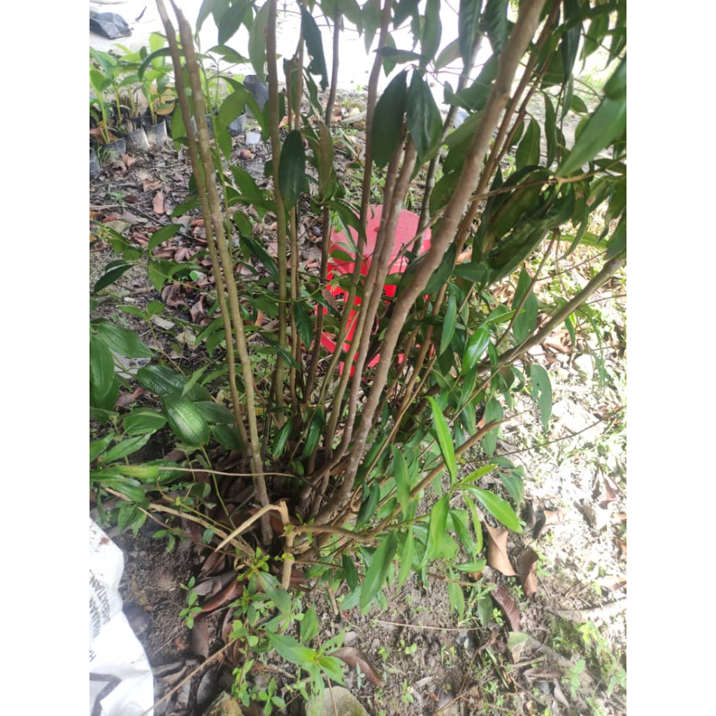 🤩Daun Pokok Mata Ayam ATAU Mata Pelanduk Betina,Untuk rawatan bisa2 dan ...