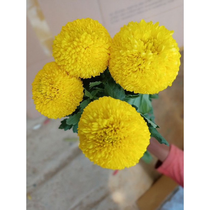 CHRYSANTHEMUM PING PONG fresh flower bunga segar direct from Cameron ...