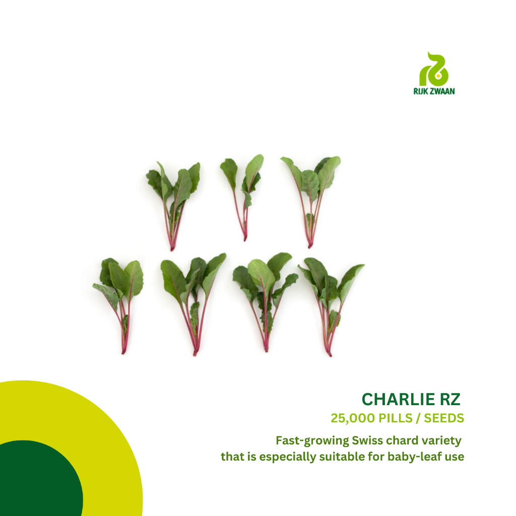 Rijk Zwaan Charlie RZ Swiss Chard (25,000 seeds) | Shopee Malaysia