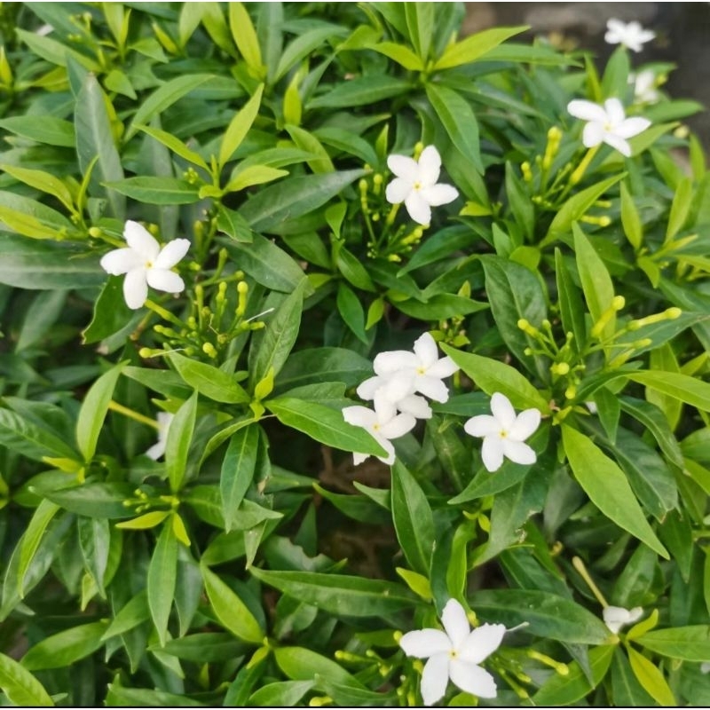 [GREEN LAND] Jasmine Thai / Pokok Jeliti /泰国茉莉花 (live plant) | Shopee ...