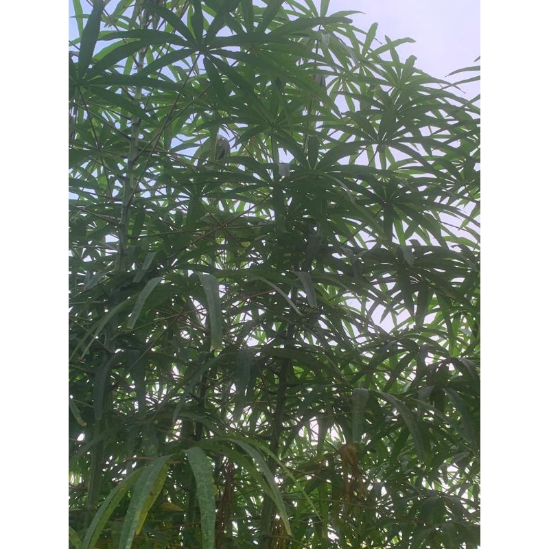 Benih/ Keratan Batang Pokok Ubi Pulut | Shopee Malaysia