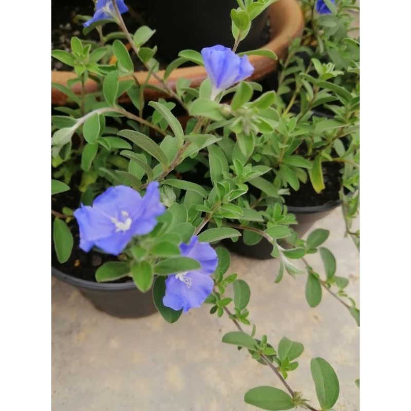 Blue Diamond Plant / Permata Berlian Biru (蓝宝石) | Shopee Malaysia