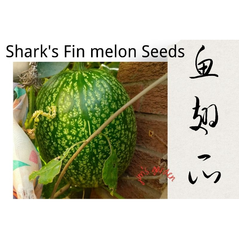 Shark's Fin melon Seeds鱼翅瓜种子 | Shopee Malaysia