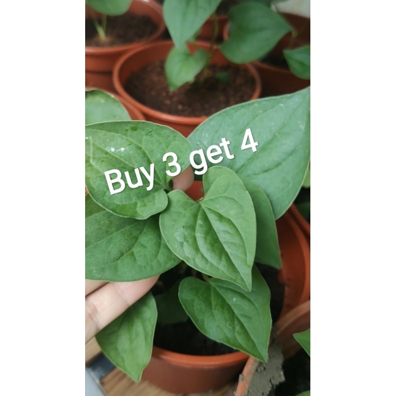 Live Plant FishWort with Pot/鱼腥草苗/Pokok Hanyir Ikan/Rau diep ca ...