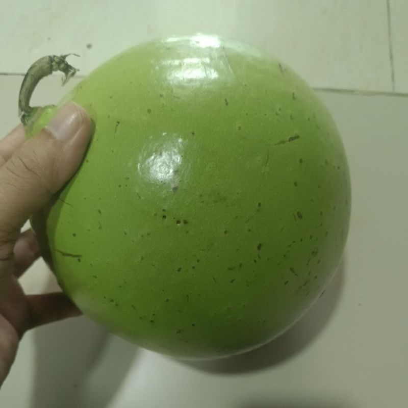 labu kayu Buah maja ubat tradisi utk penyakit cancer | Shopee Malaysia
