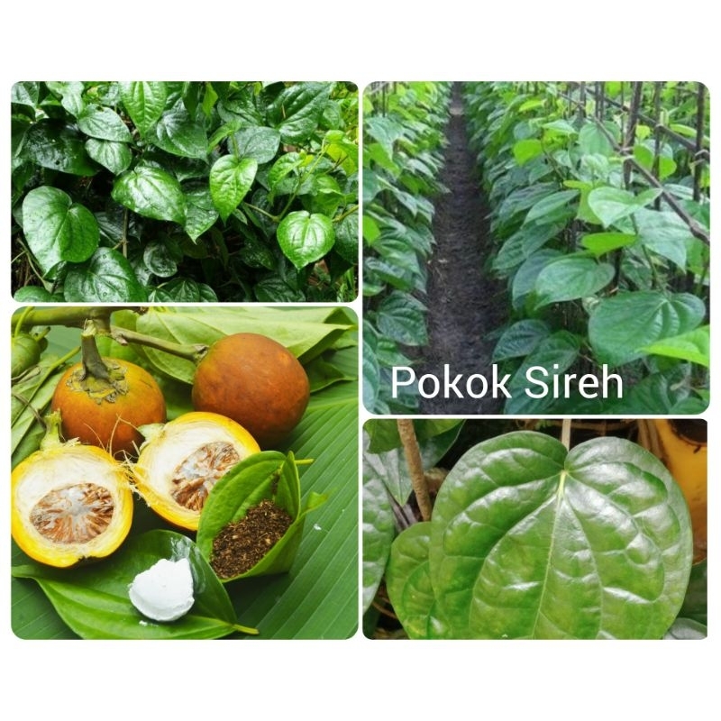 Pokok Sireh Asli Herba | Shopee Malaysia