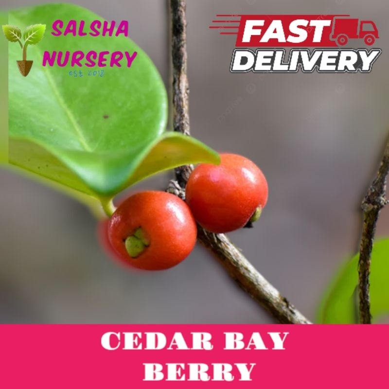 POKOK CERI CEDAR BAY CERI PATTAYA | Shopee Malaysia