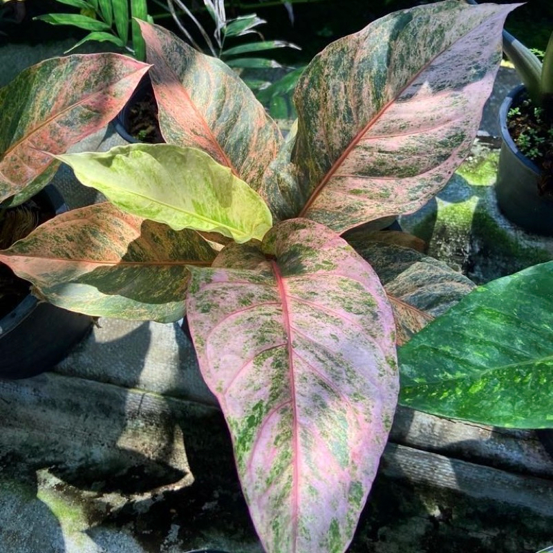 Anthurium Hookeri Variegated | Shopee Malaysia