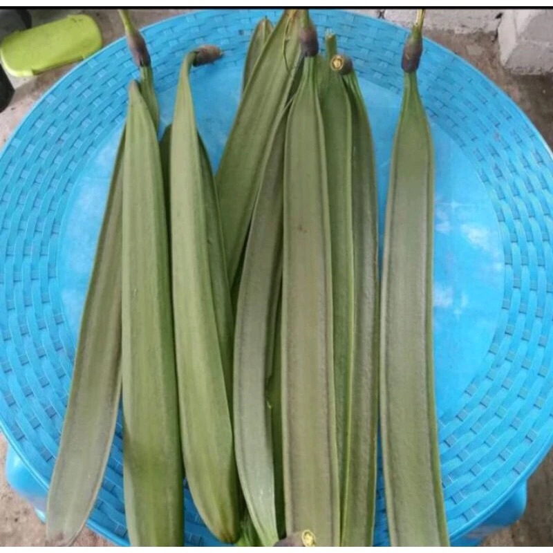 Buah beka/beko bonglai atau Oroxylum indicum segar | Shopee Malaysia