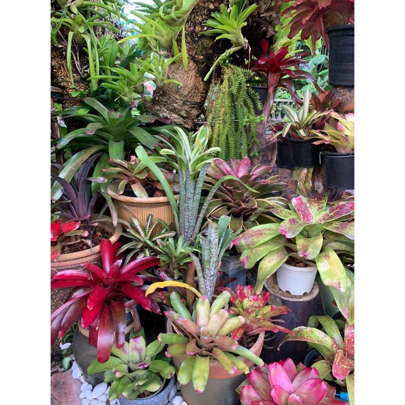 Bromeliad / Live plant/ pokok nenas berbunga cantik / Bunga viral ...