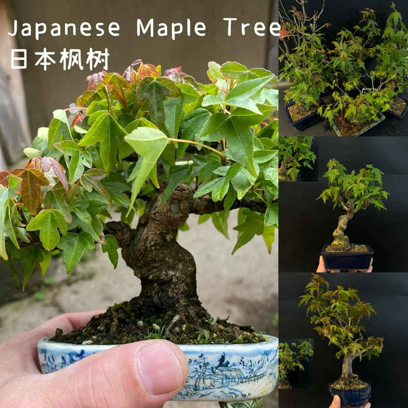 Japanese Maple Tree 日本枫树 Pokok Maple Red Maple Leaf 枫叶(bonsai plant ...