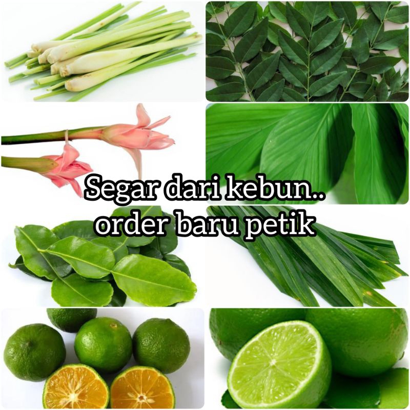 sayur segar dari kebun!(serai/daun kari/bunga kantan/daun kunyit/daun ...