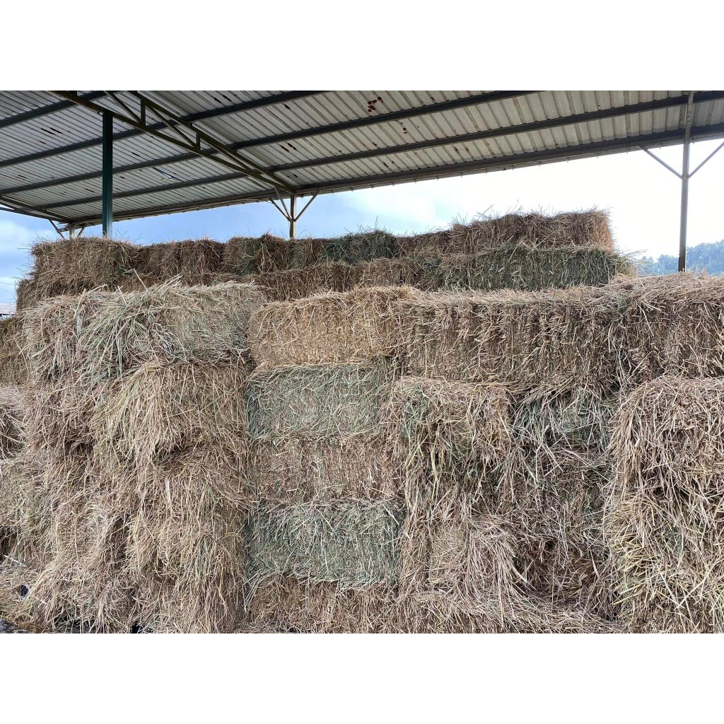 JERAMI PADI TEMPATAN/LOCAL RICE STRAW | Shopee Malaysia