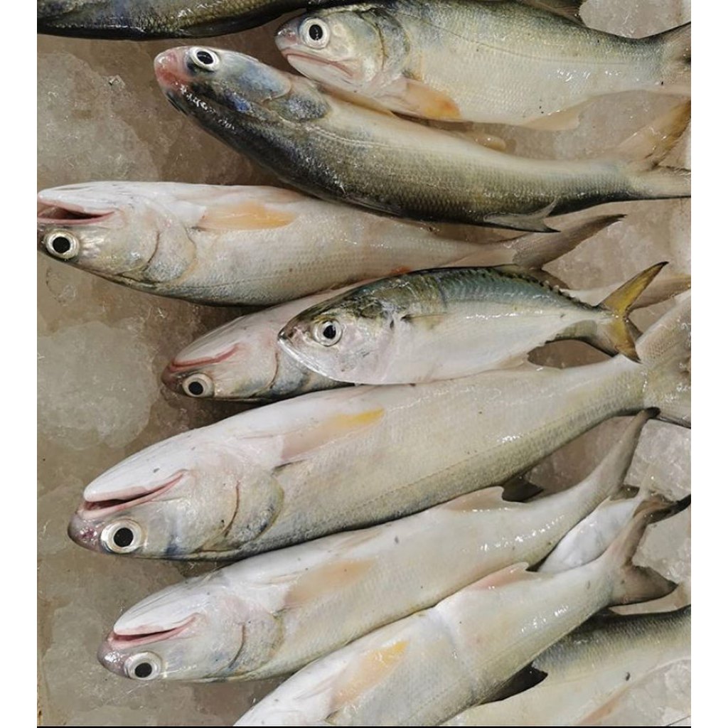 IKAN SENANGIN 1KG (SIAP SIANG & BERSIH ) IKAN MURAH IKAN SEGAR FRESH ...