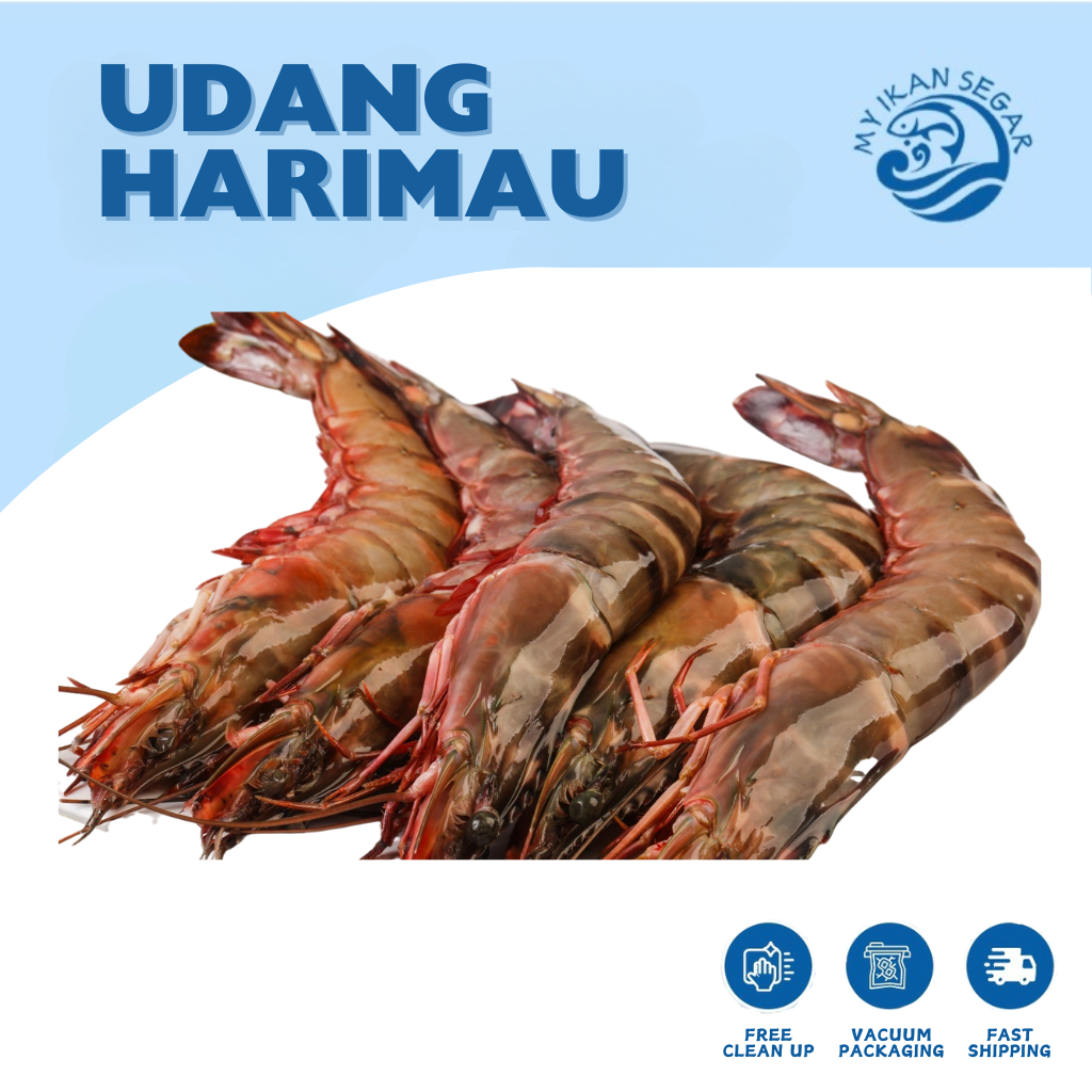 UDANG HARIMAU LAUT 1KG FRESH TIGER PRAWN M/L SIZE UDANG BESAR SEA TIGER ...